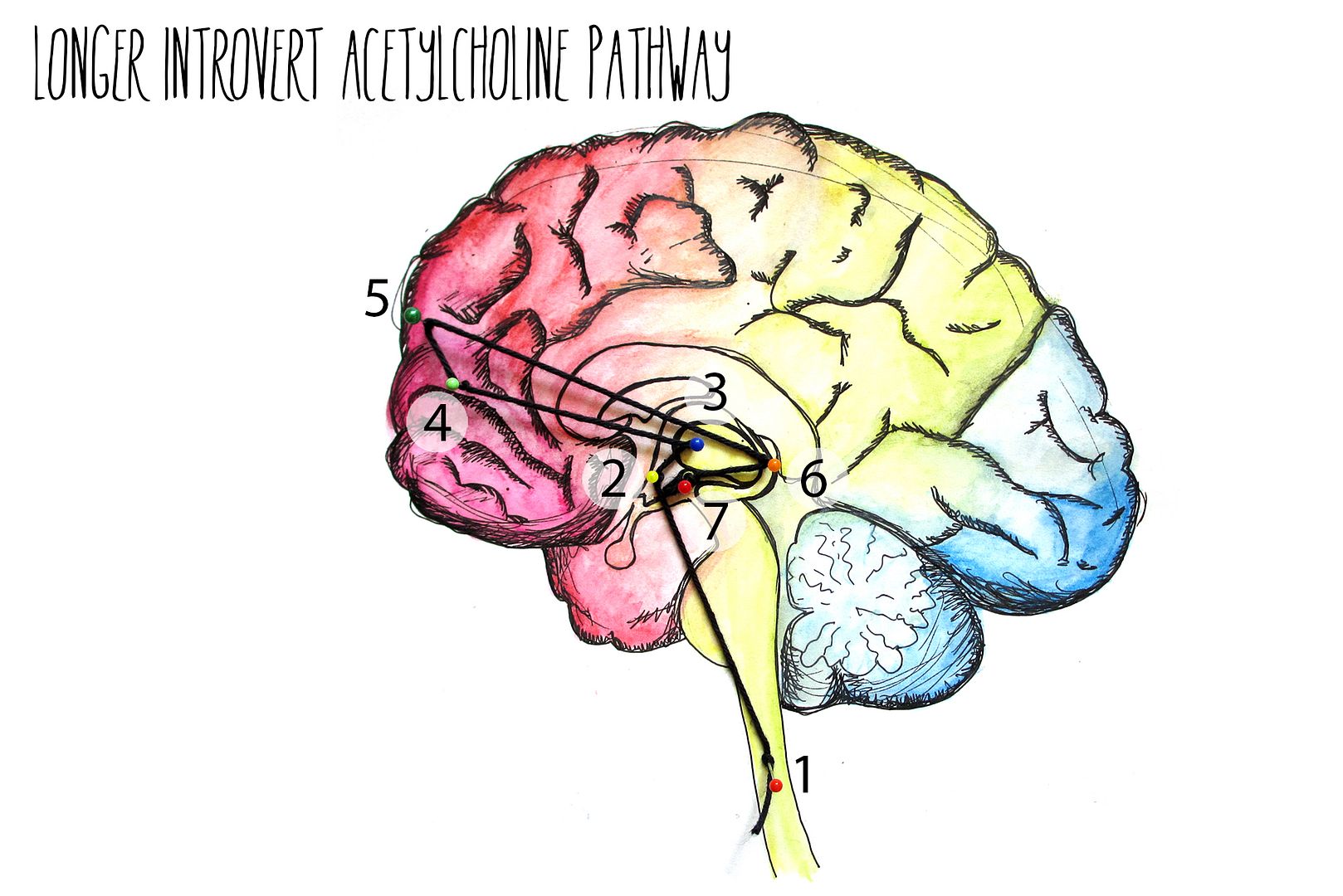 The introvert brain explained - Magical Daydream